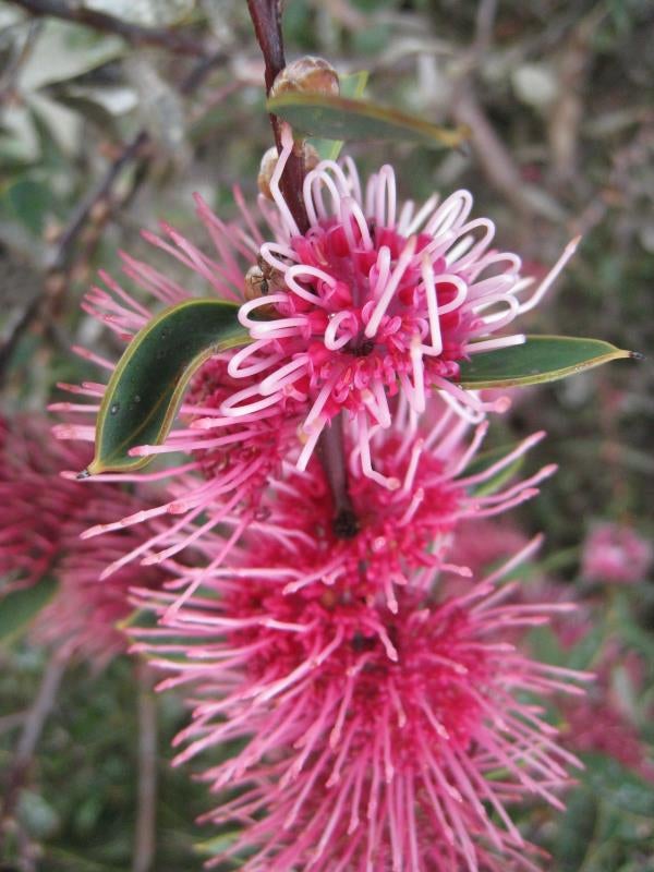 Hakea Burrendong Beauty | Australian Native Nursery