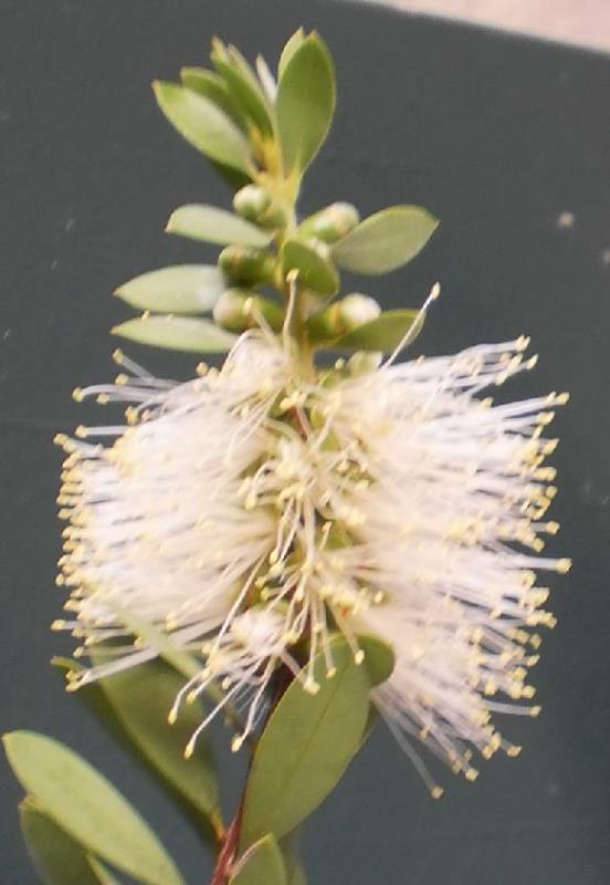 Australian Native Nursery