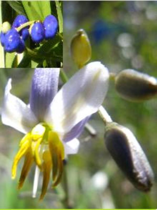 Dianella revoluta Mini (Mini Flax Lilly) | Australian Native Nursery