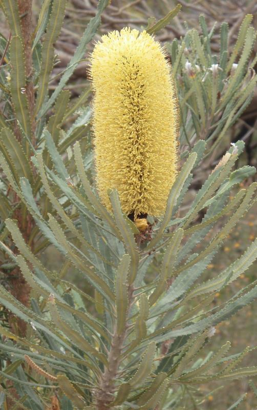 Banksia attenuata (Dwarf Form) | Australian Native Nursery