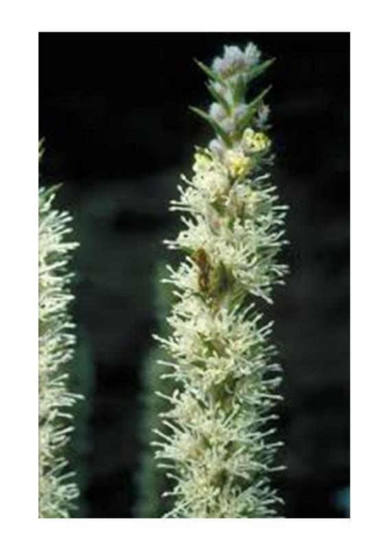 Hakea costata | Australian Native Nursery