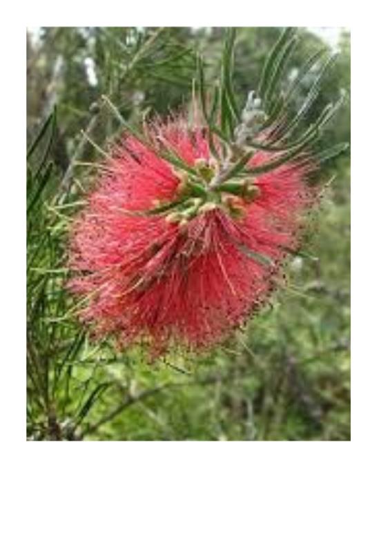 Australian Native Nursery