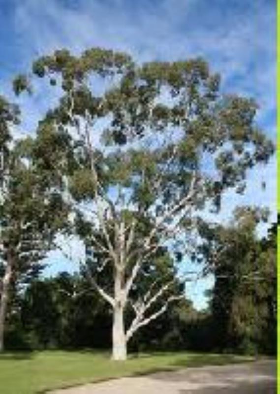 Corymbia citriodora (Lemon-scented Gum) | Australian Native Nursery