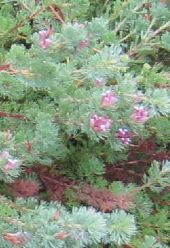 Australian Native Nursery