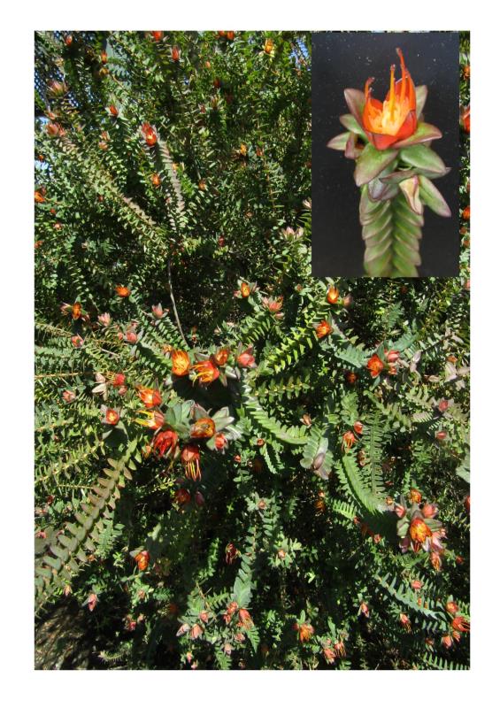 Australian Native Nursery