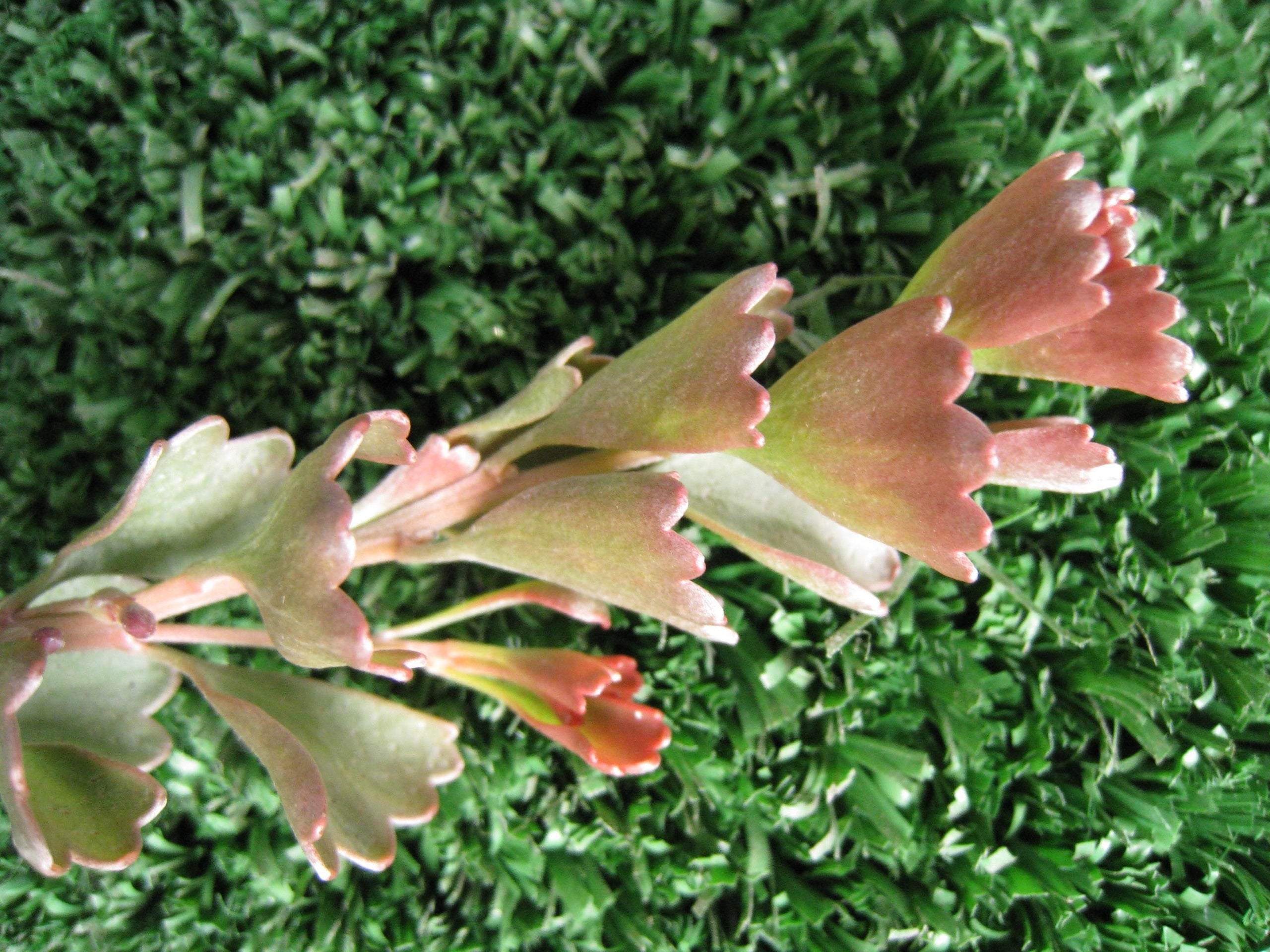 Australian Native Nursery