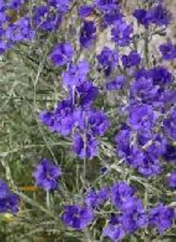 Dampiera teres (Blue Form) | Australian Native Nursery