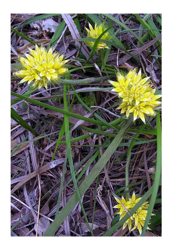 Conostylis juncea | Australian Native Nursery