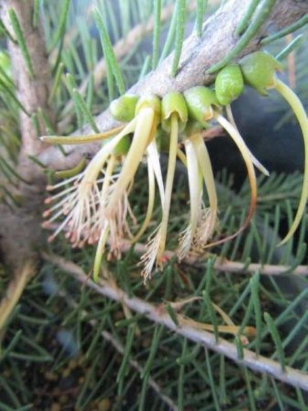 Australian Native Nursery