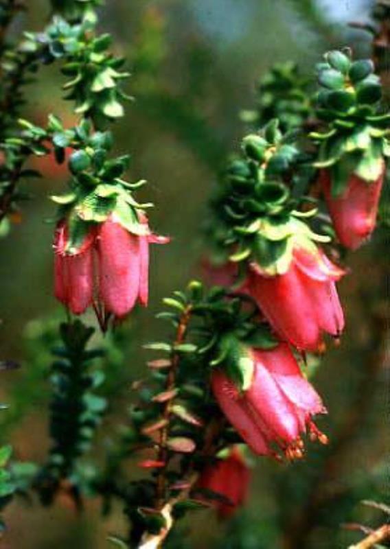 Australian Native Nursery