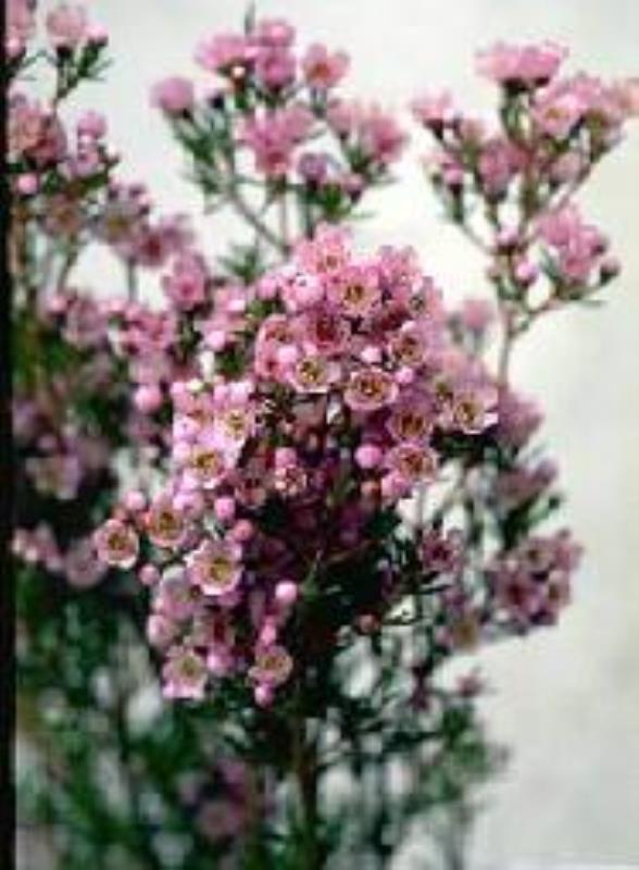 Chamelaucium (Geraldton Wax) | Australian Native Nursery