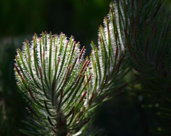 Australian Native Nursery