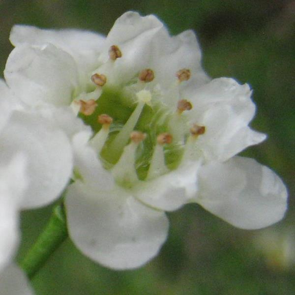 Chamelaucium (Geraldton Wax) | Australian Native Nursery