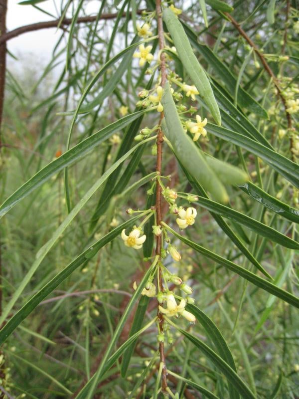 Pittosporum angustifolium (Butterbush) | Australian Native Nursery