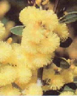 Acacia celastrifolia (Glowing Wattle) | Australian Native Nursery