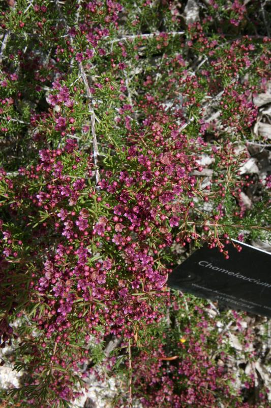 Chamelaucium (Geraldton Wax) | Australian Native Nursery