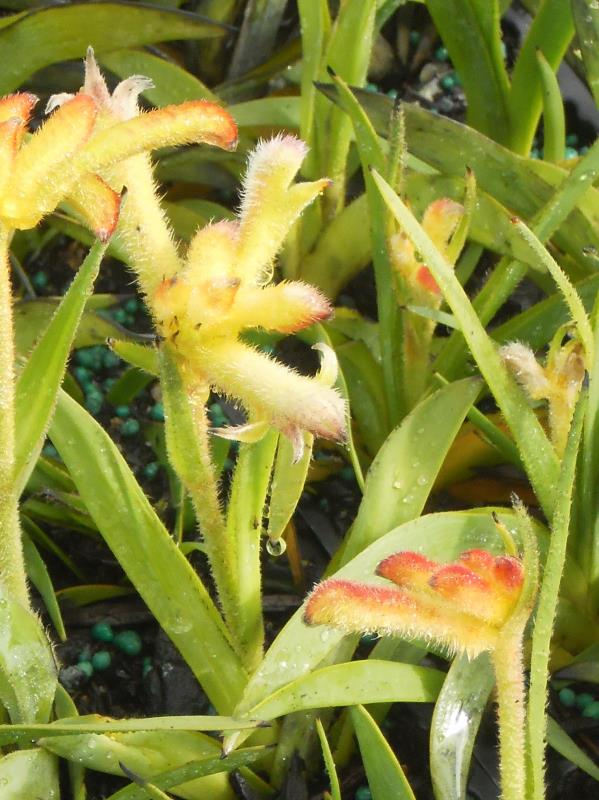 Australian Native Nursery