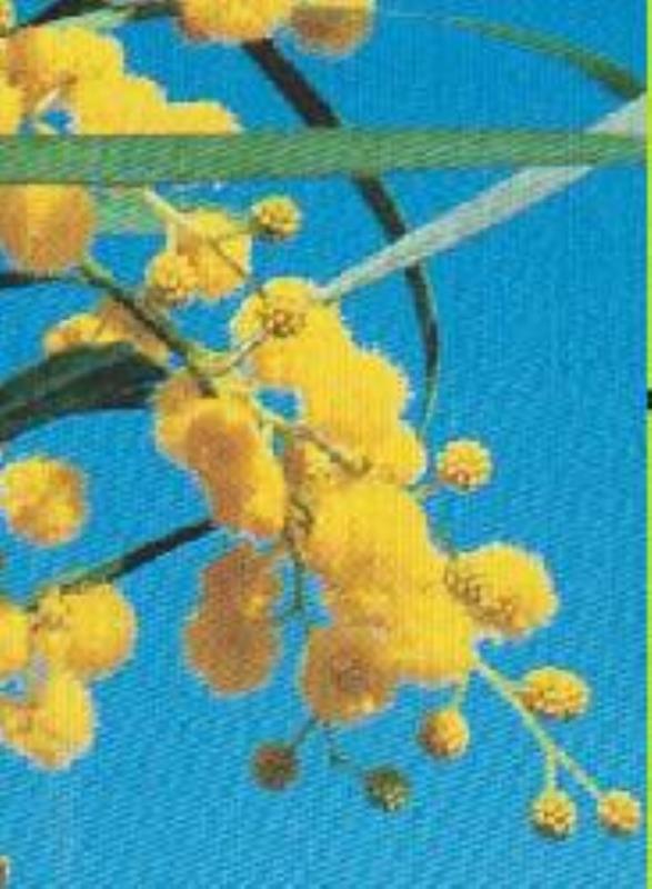 Acacia saligna (Golden Wreath Wattle, Orange Wattle) | Australian ...