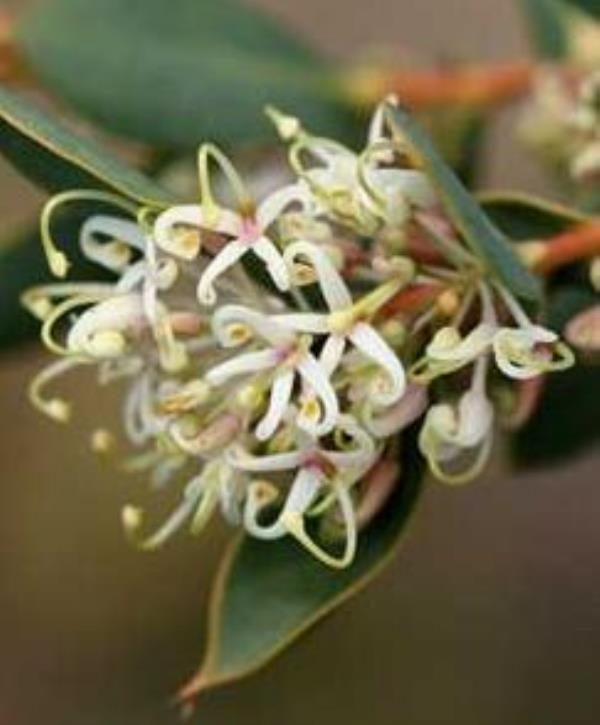 Hakea prostrata Prostrate Coastal Form (Harsh Hakea) | Australian ...