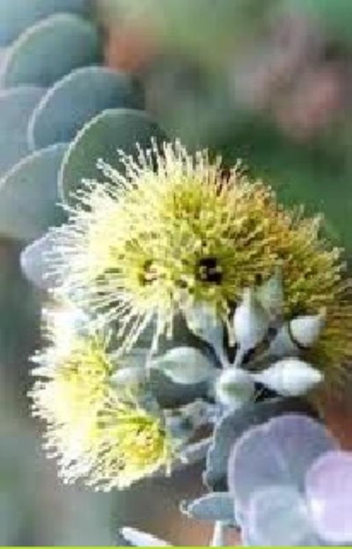 Eucalyptus kruseana (Book-leaf Mallee) | Australian Native Nursery