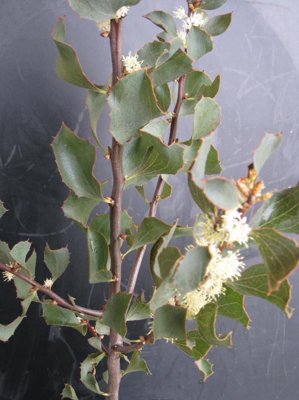 Hakea undulata (Wavey leaf hakea) | Australian Native Nursery