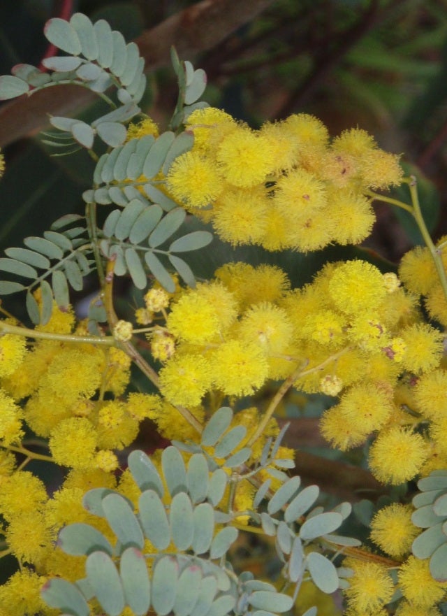 Australian Native Nursery
